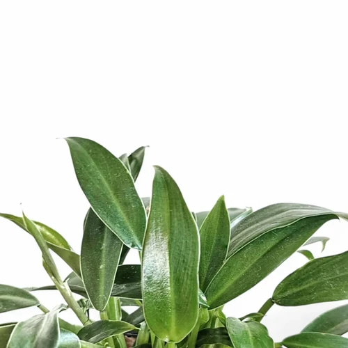 Philodendron 'Little Phil': Compact plant with lush leaves