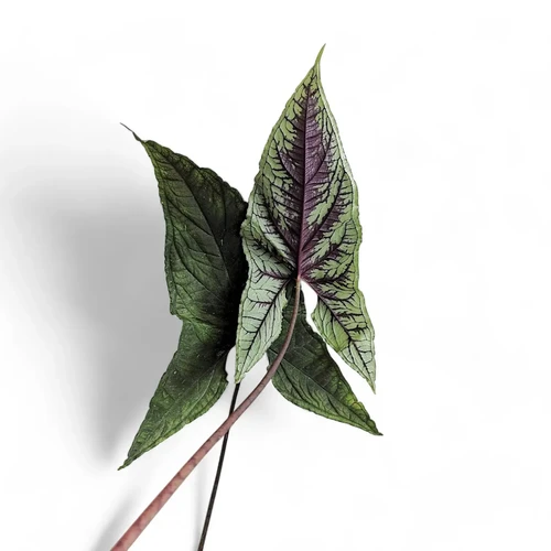 Chlorospatha atropurpurea - online at Foliage Factory Shop