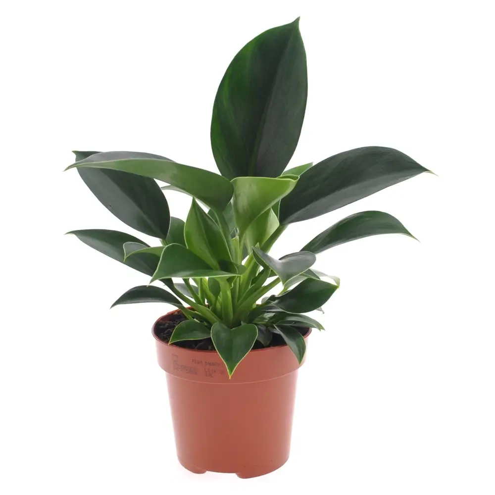 Philodendron 'Green Princess' – Compact, Glossy Foliage