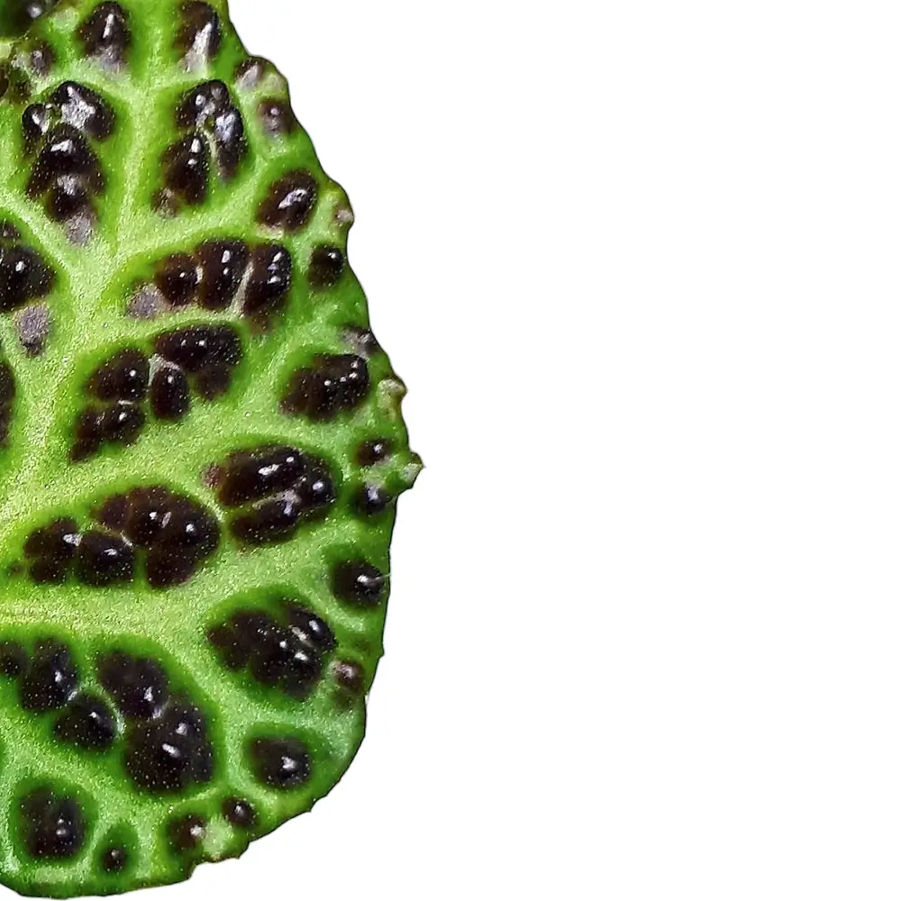 Shop Begonia Plants | Foliage Factory