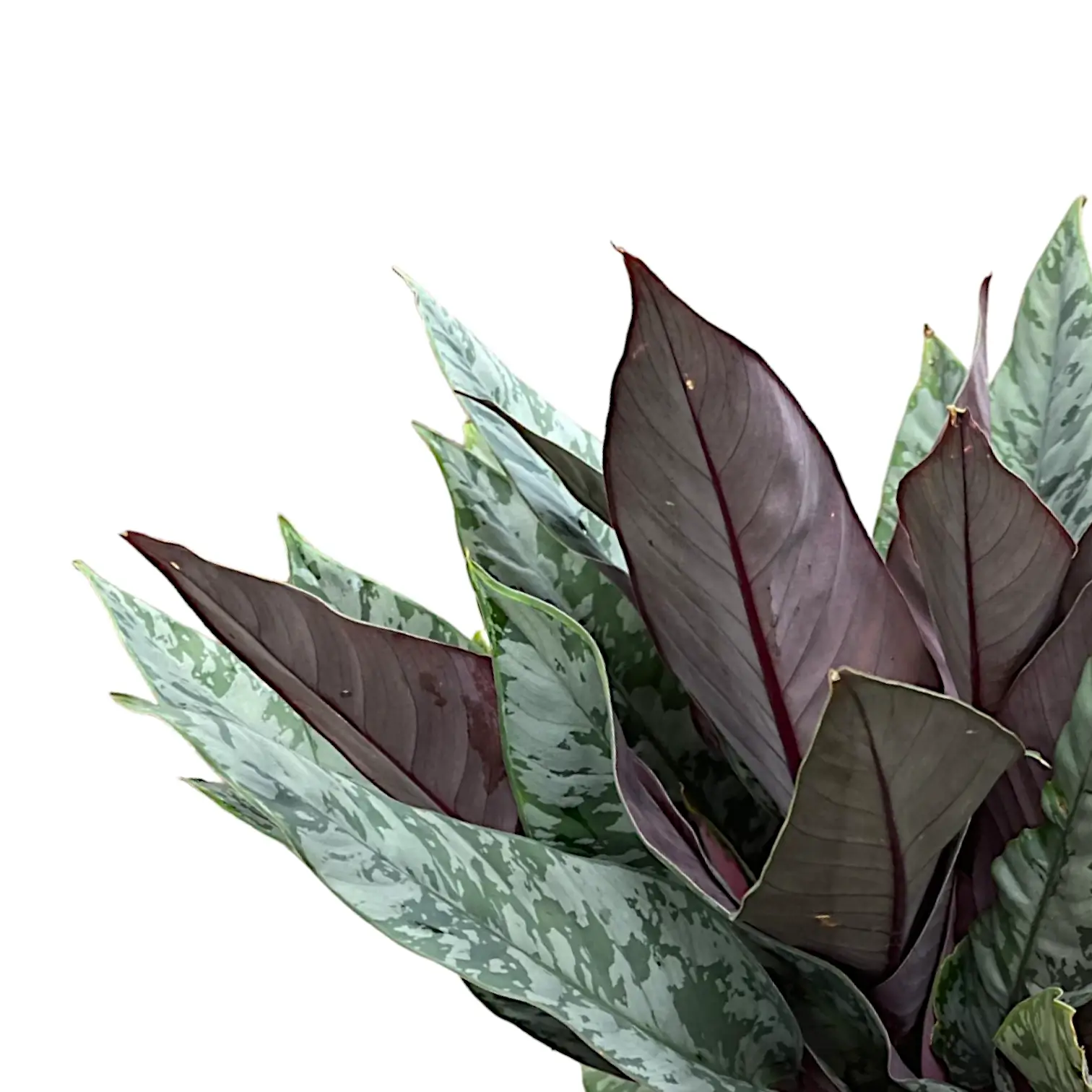 Apoballis acuminatissima 'Lavallaei' ('Purple Sword')