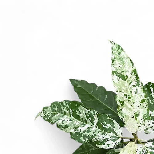 Ficus virens 'Snowstorm' – Fine-Textured Foliage with White Splash