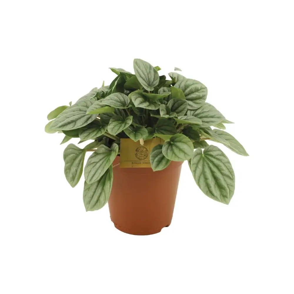 Peperomia genus | foliage factory