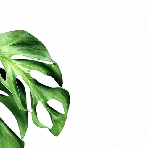 Monstera dissecta - Info and Care at Foliage Factory Shop
