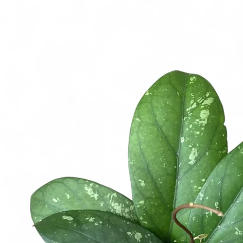 Hoya sp. Gayo (Clone 1) – Thick Oval Leaves & Upright Vines