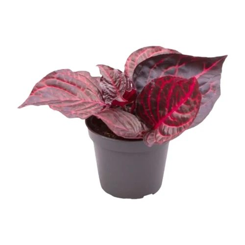 Iresine diffusa f. herbstii 'Rich Redstar' aka 'Bloodleaf'- order ...