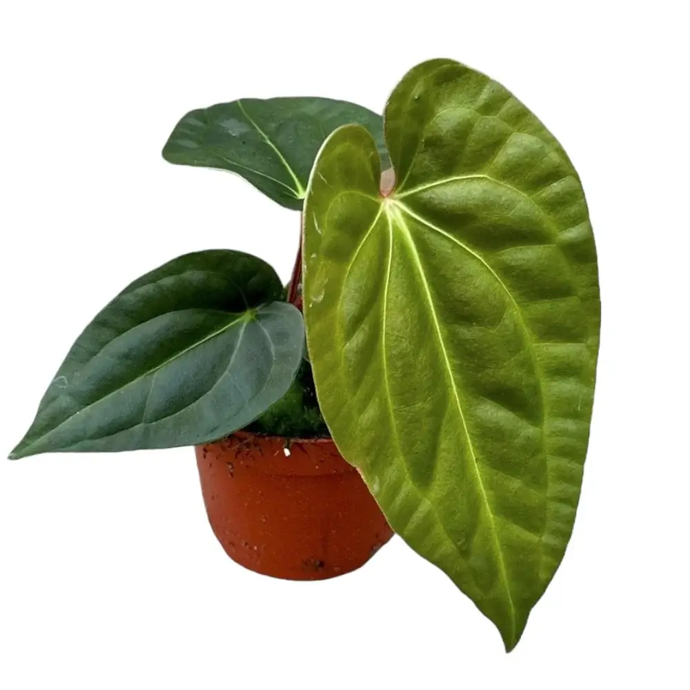 Anthurium Regale x Luxurians - Hybrid with Bullate Leaves
