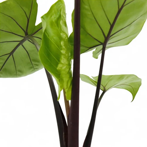 Alocasia 'Black Cobra' – Upright Aroid with Dark Petioles