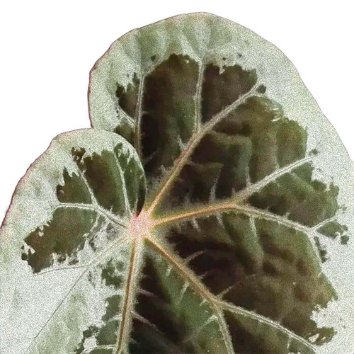 Begonia burkillii 'Silver Edge' - buy online at Foliage Factory