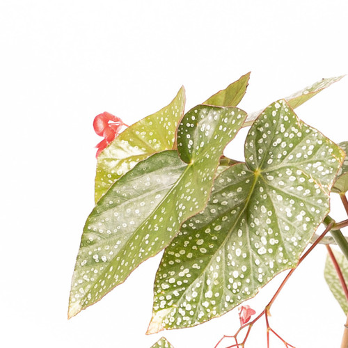 Begonia 'Snow Capped' - buy online at Foliage Factory