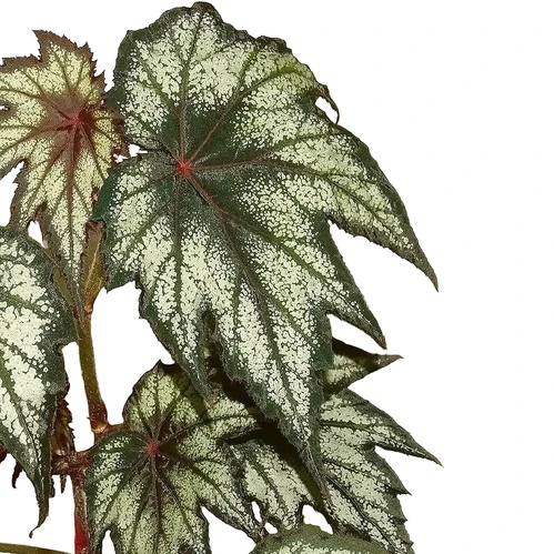 Begonia 'Little Brother Montgomery' - buy online at Foliage Factory