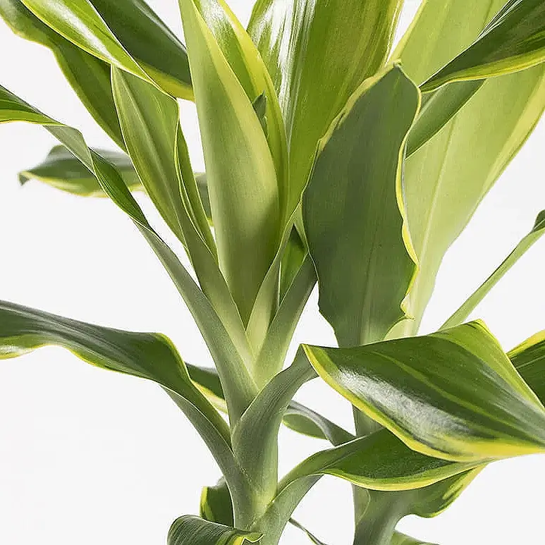 Dracaena fragrans 'Golden Coast' – buy at Foliage Factory