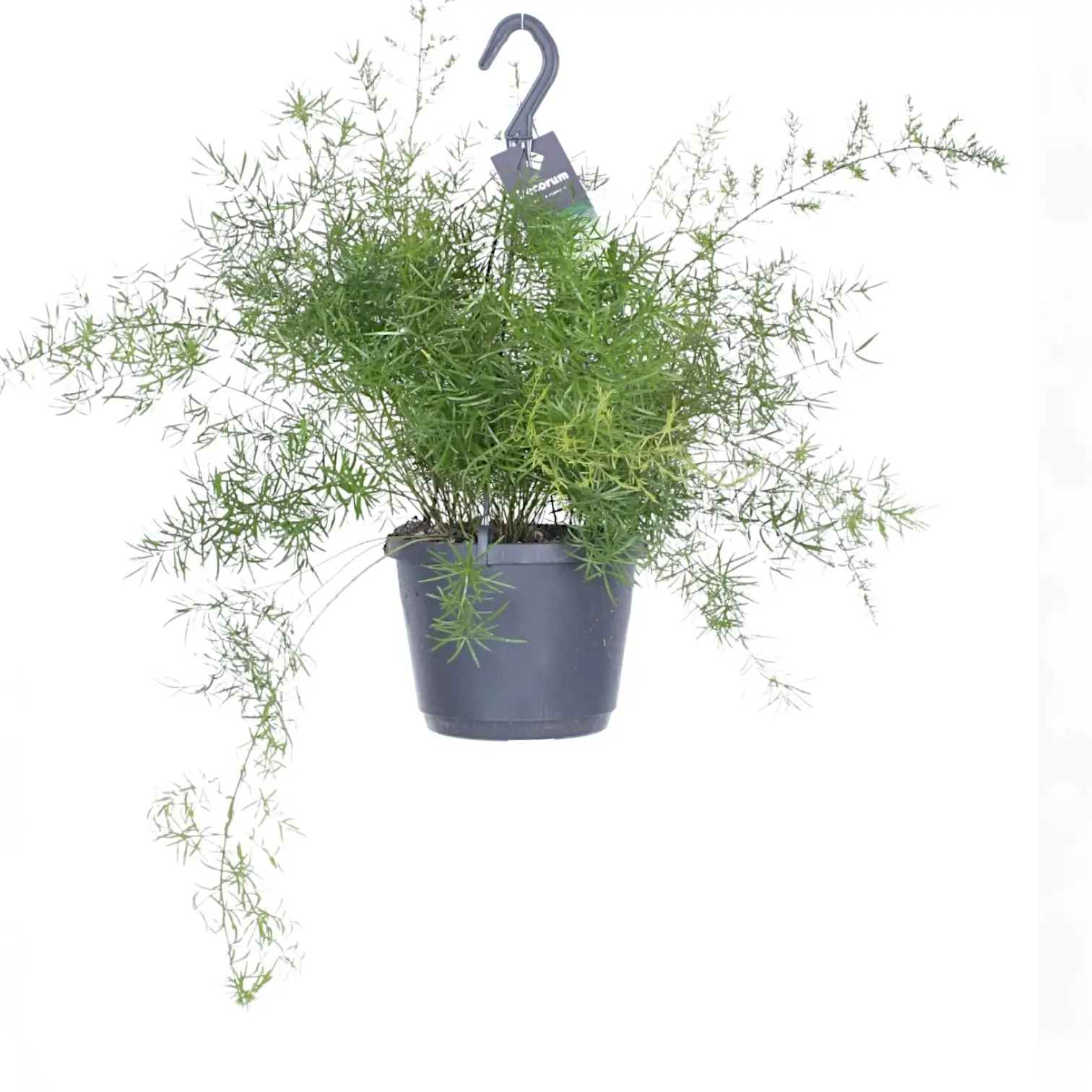 Asparagus densiflorus 'Sprengeri' - buy Foxtail Fern online