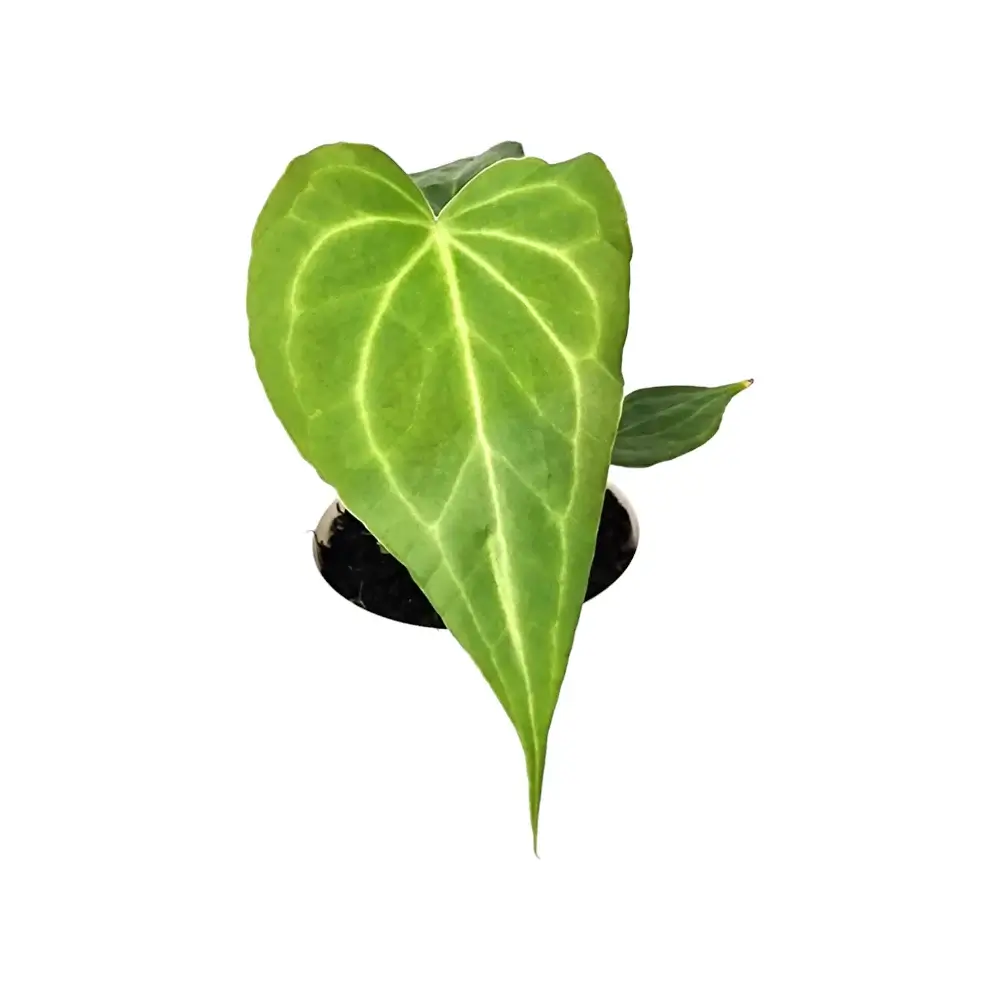 Anthurium 'Delta Force' – Unique Hybrid, Triangular Leaves