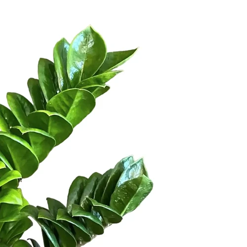 Zamioculcas zamiifolia 'Zenzi' – Compact Indoor Marvel