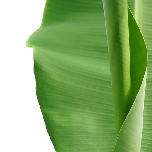 Buy Musa Plants Online – Foliage Factory
