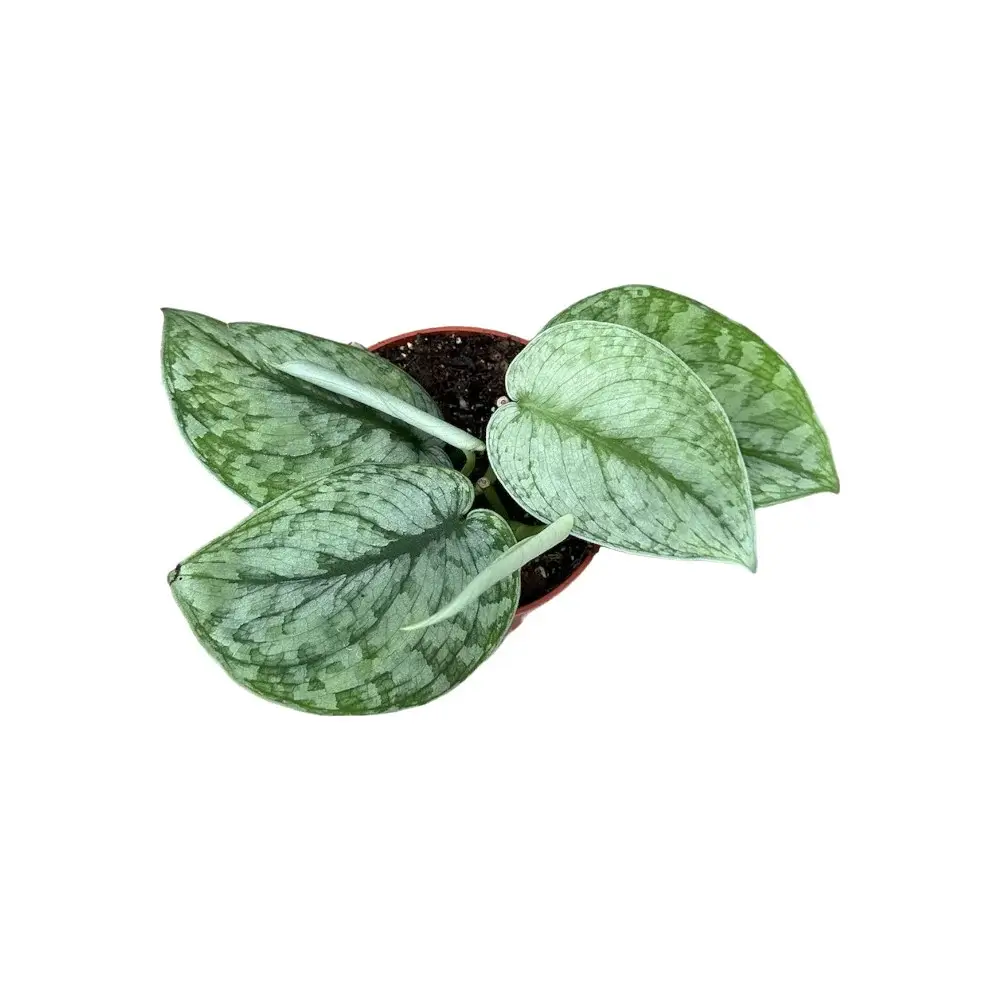 Scindapsus pictus 'Silver Splash' - buy online at Foliage Factory