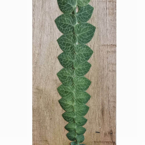 Rhaphidophora cryptantha - buy online at Foliage Factory