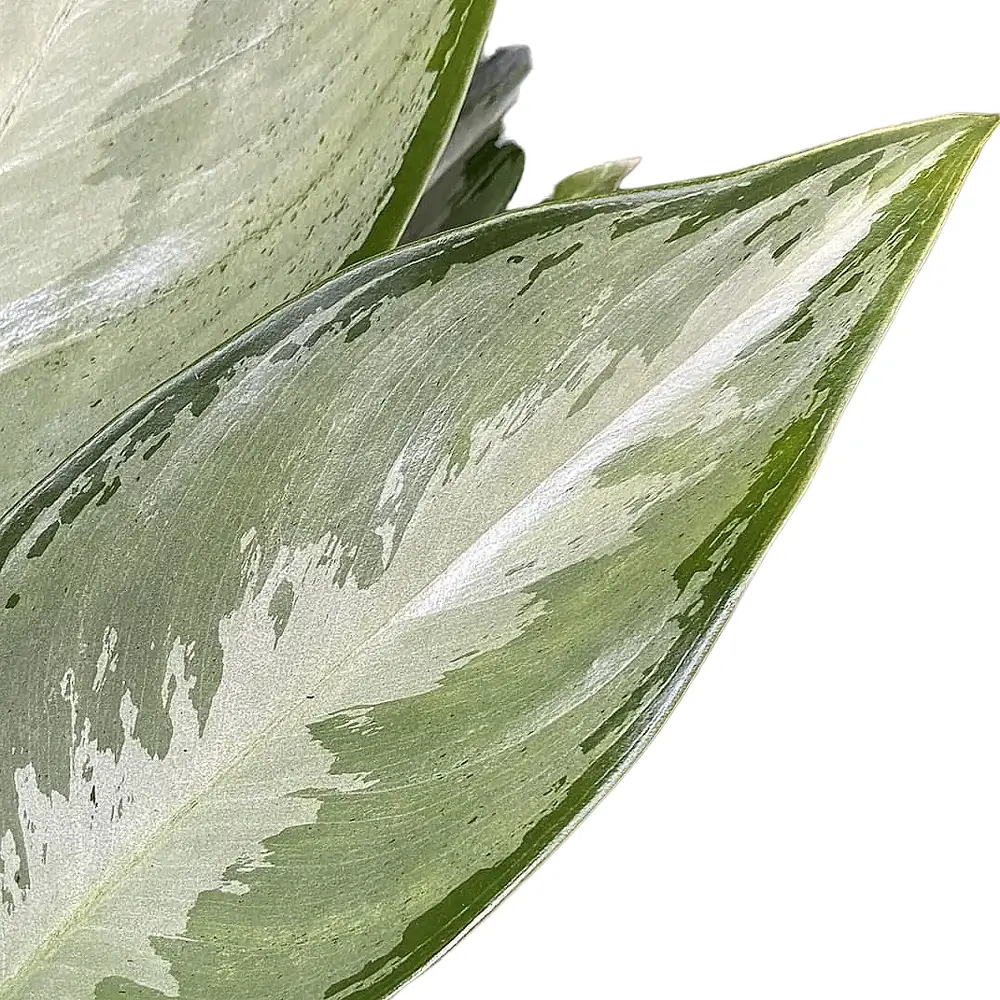 Aglaonema 'Silverado' - buy online at Foliage Factory