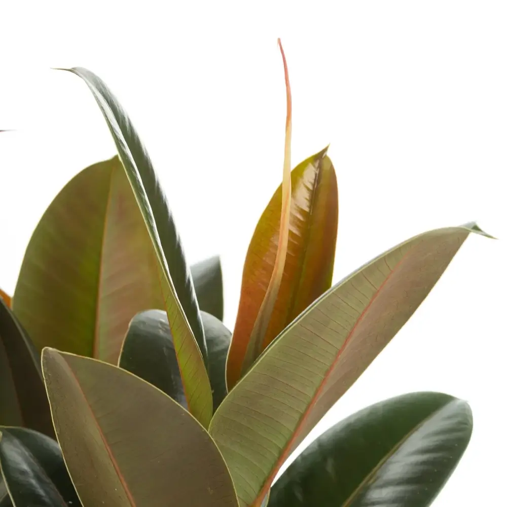 Ficus elastica 'Melany' - buy online at Foliage Factory