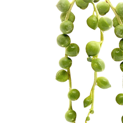 Curio rowleyanus - Trailing String-of-Pearls Succulent