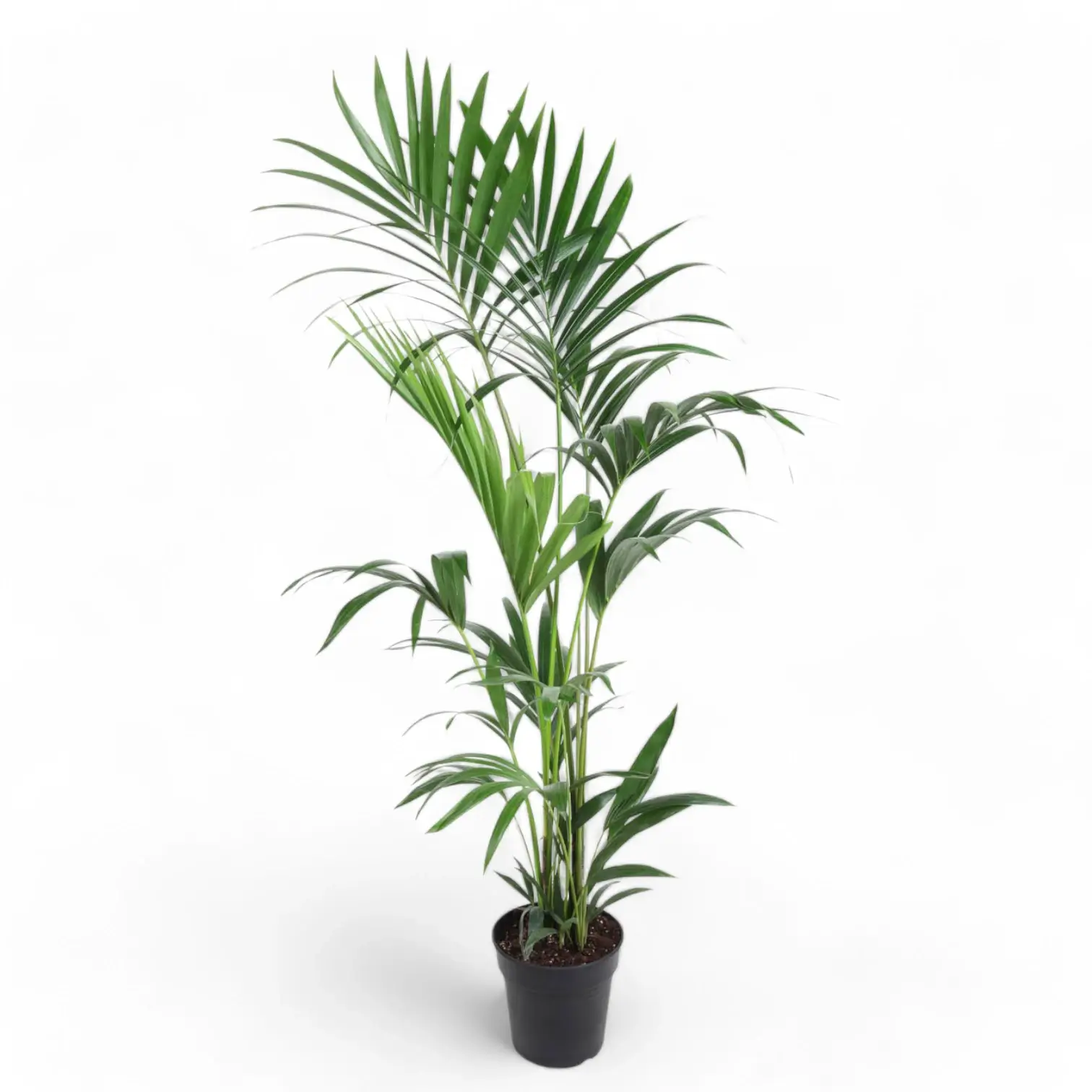 Howea forsteriana - buy Kentia Palm at Foliage Factory