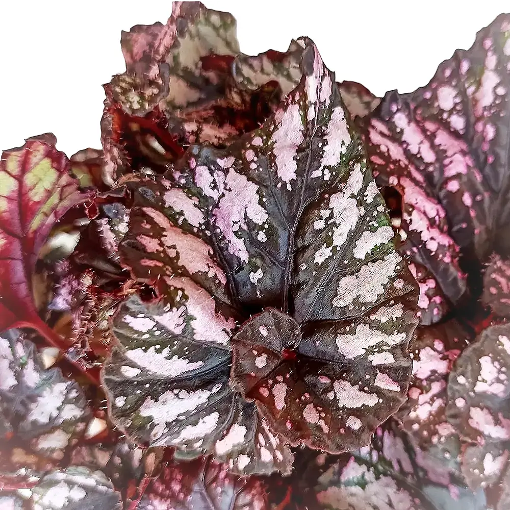 Begonia rex 'Cumbia' - buy online at Foliage Factory