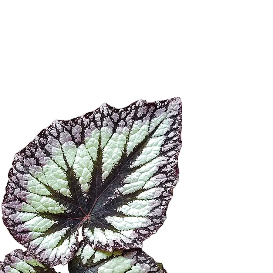 Begonia rex 'Fireworks' - buy online at Foliage Factory