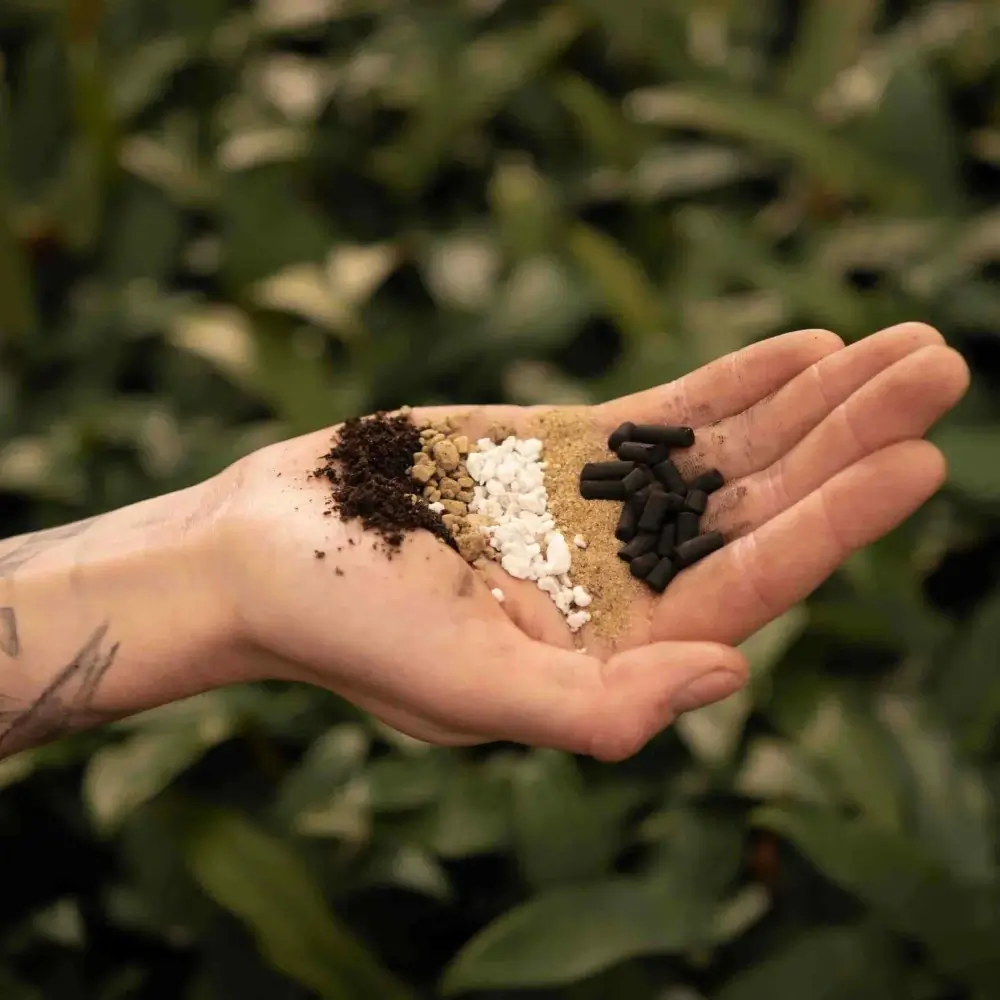 Lithops and Split Rock Soil Mix - buy at Foliage Factory