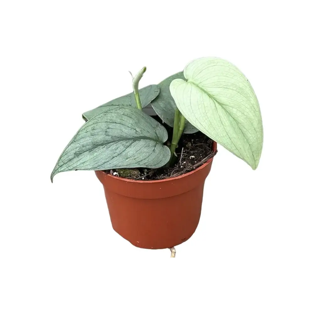 Scindapsus pictus 'Silver Hero' - buy online at Foliage Factory