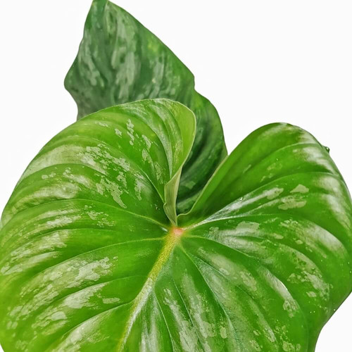 Philodendron sp 'peltatum' aka 'pastazanum silver' - buy online at ...