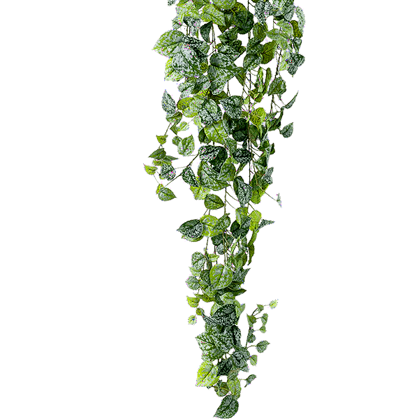Scindapsus pictus 'Argyraeus' – Silvery Speckled Foliage