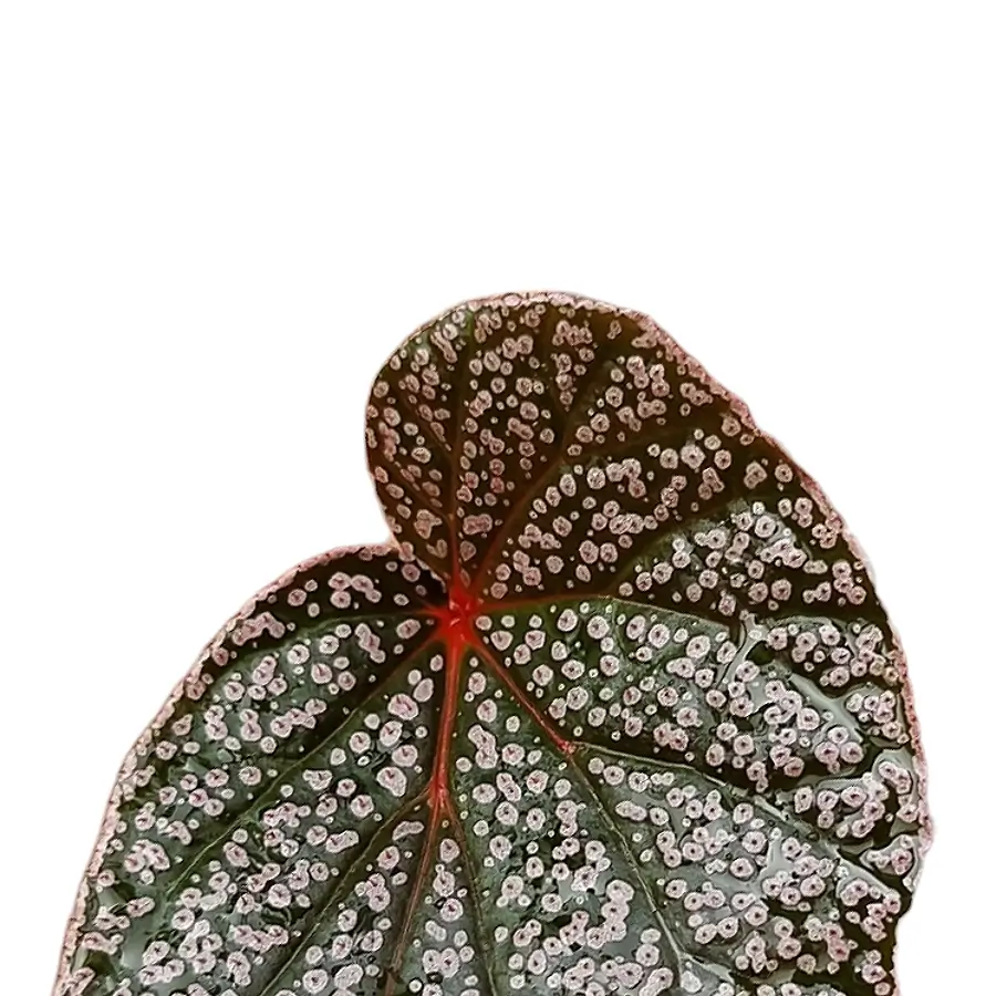Begonia U062 | foliage factory