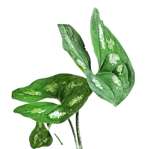 Ulearum donburnsii - buy online at Foliage Factory