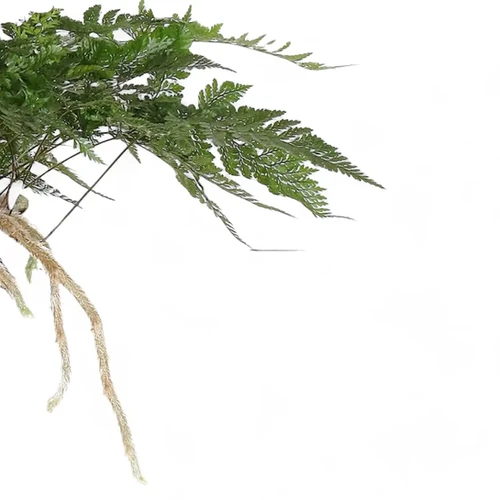 Davallia tyermannii – Unique White Rabbit Foot Fern