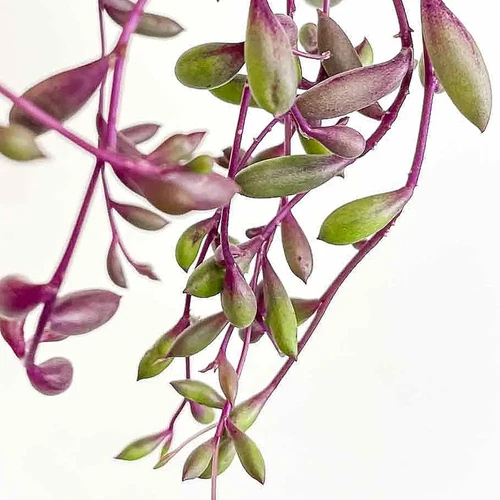 Senecio herreianus 'Purple Flush' – Purple-Tinted Succulent