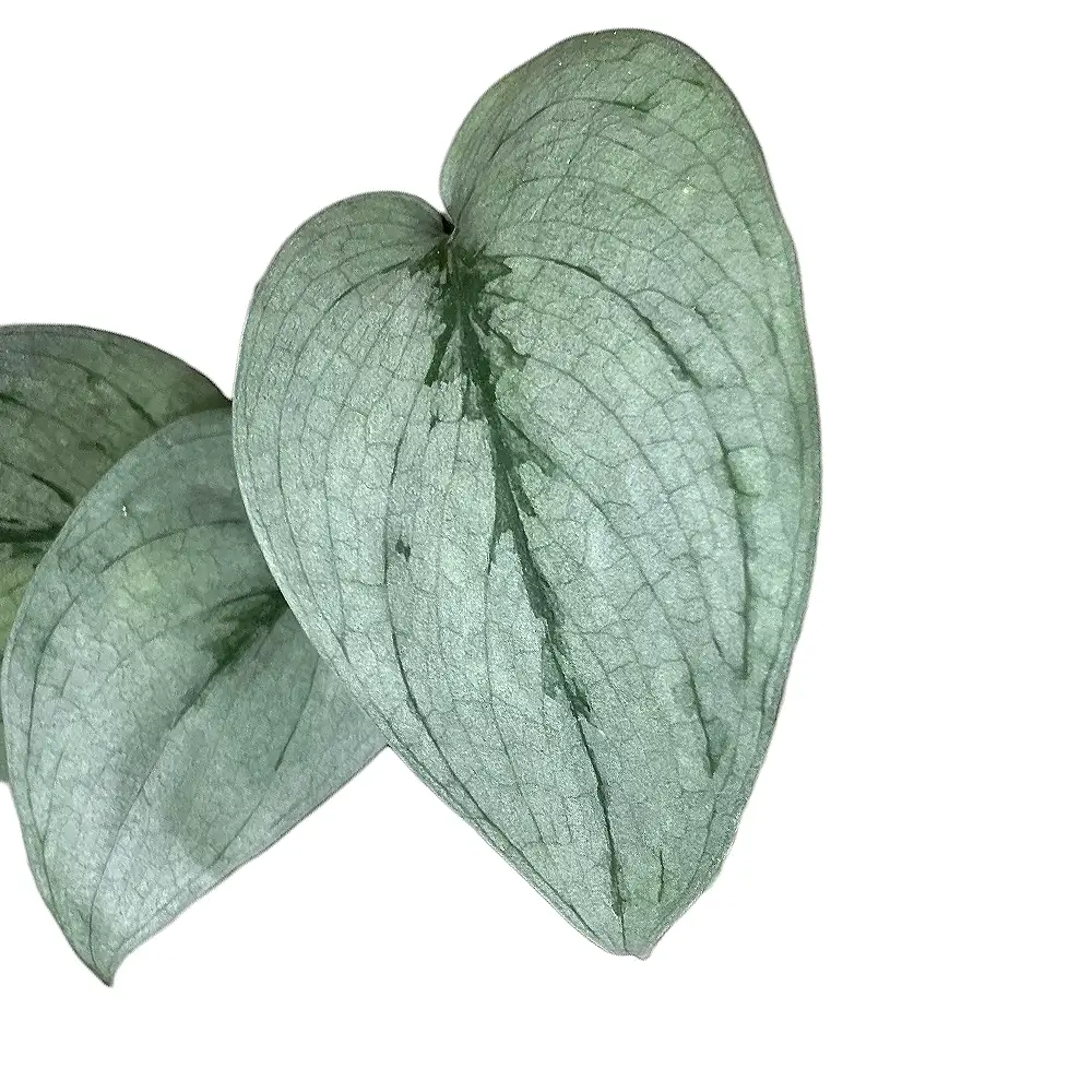 Scindapsus pictus 'Silver Hero' - buy online at Foliage Factory