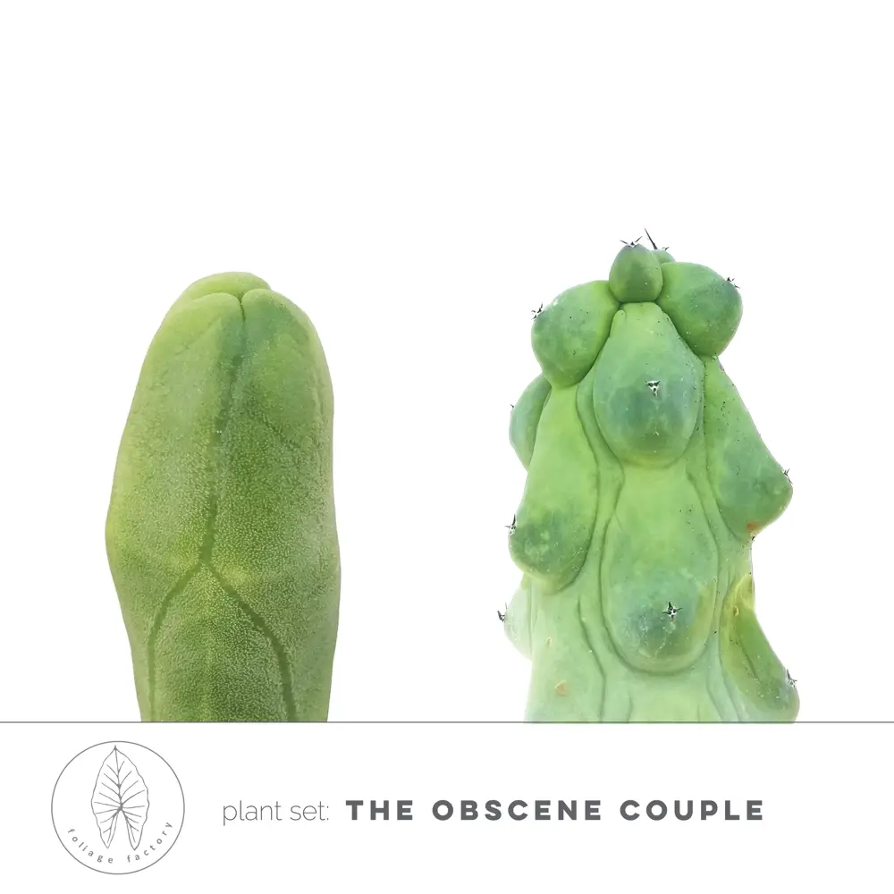 Shop plant sets | Foliage Factory