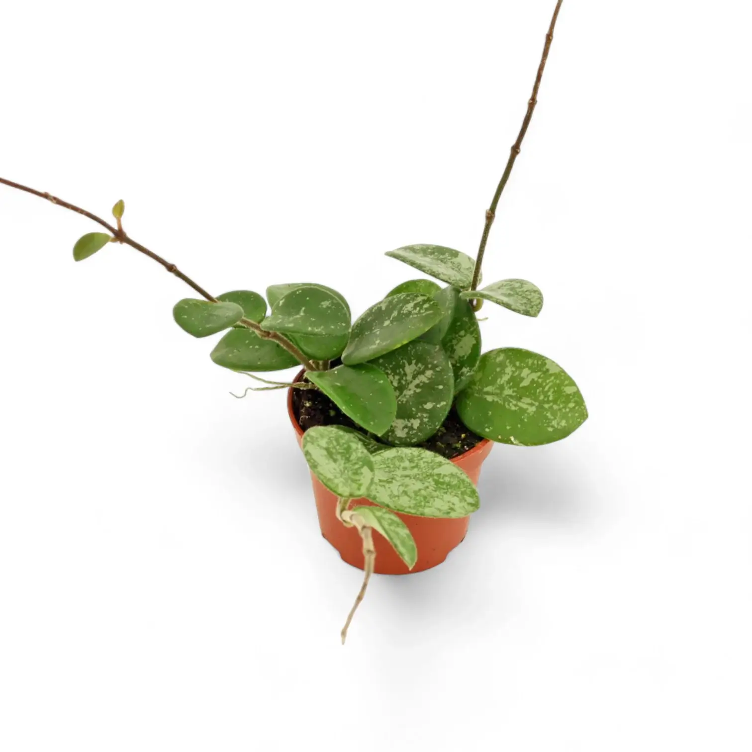 Hoya 'Mathilde Splash' – Compact Hybrid with Stunning Variegation