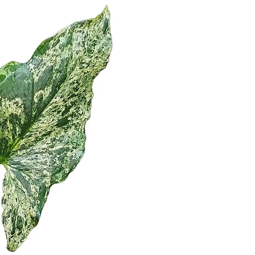 Syngonium podophyllum 'Mottled Leaf' aka 'Mojito'