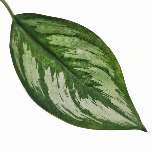 Scindapsus officinalis - foliage factory