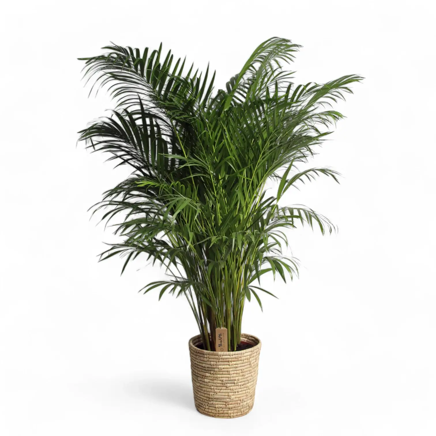 Dypsis lutescens - Buy Elegant Areca Palm with Golden Stems