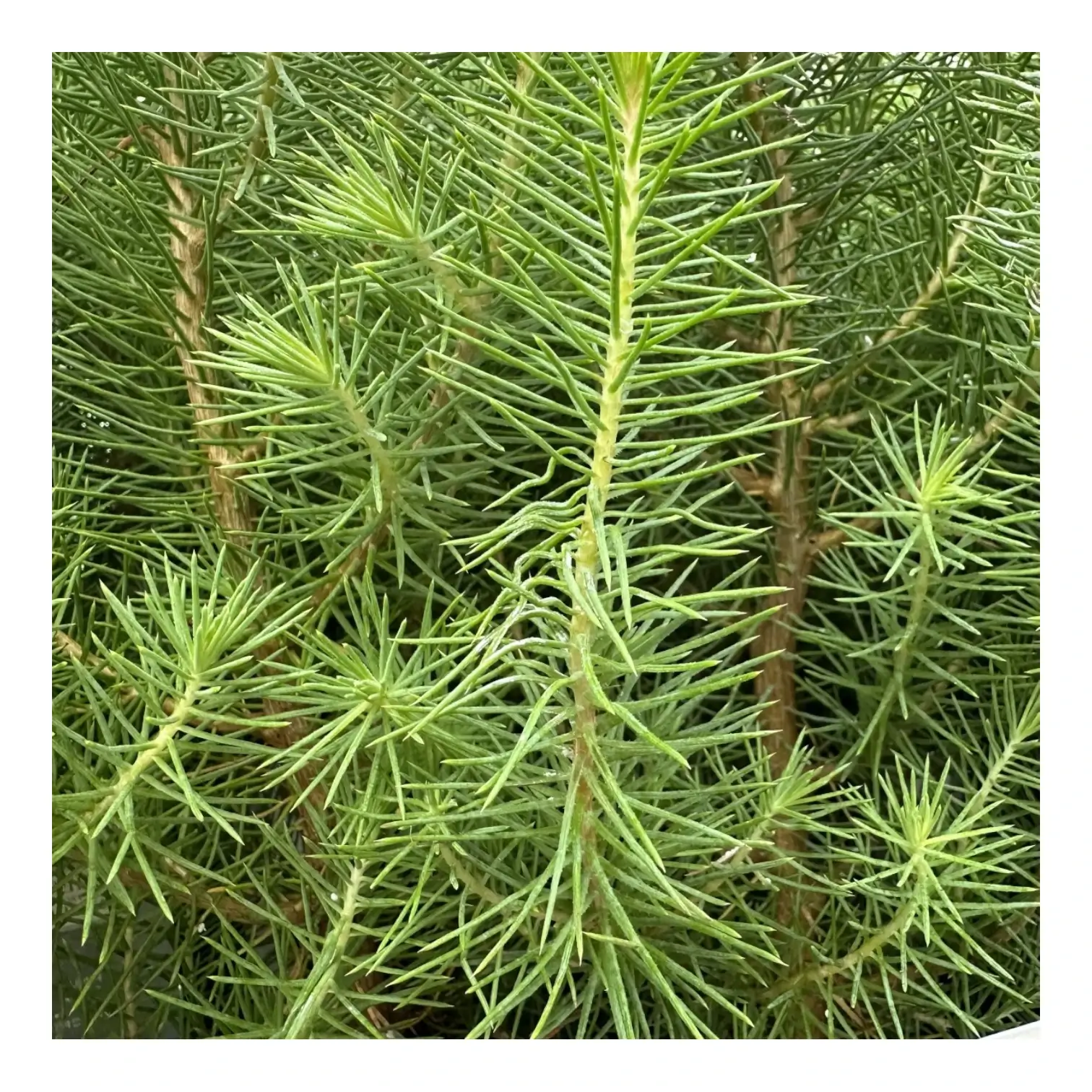 Living Xmas Tree - Pinus Pinea 'Silver Crest' - buy online at Foliage ...