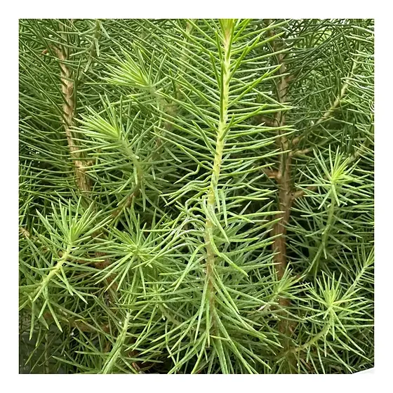 silver crest pine tree