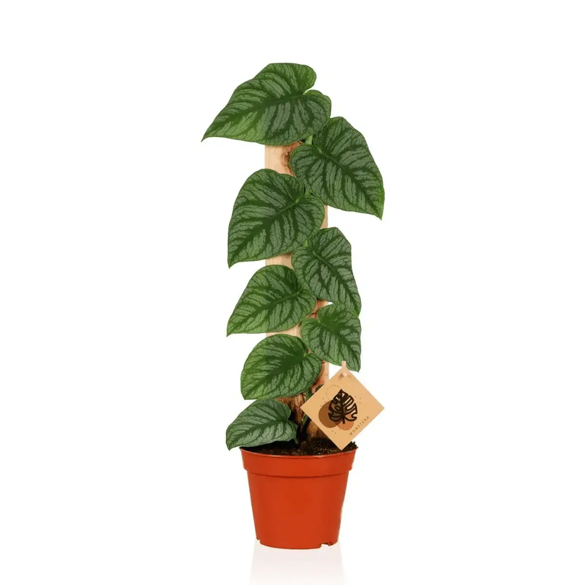 Monstera dubia - Info and Plant Care at Foliage Factory Shop