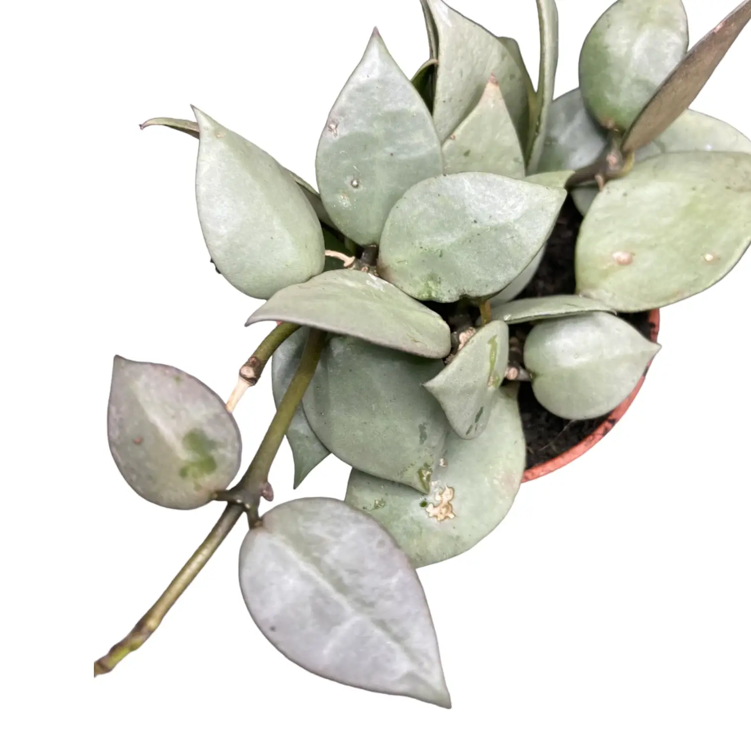 Hoya krohniana 'Super Silver' – buy at Foliage Factory