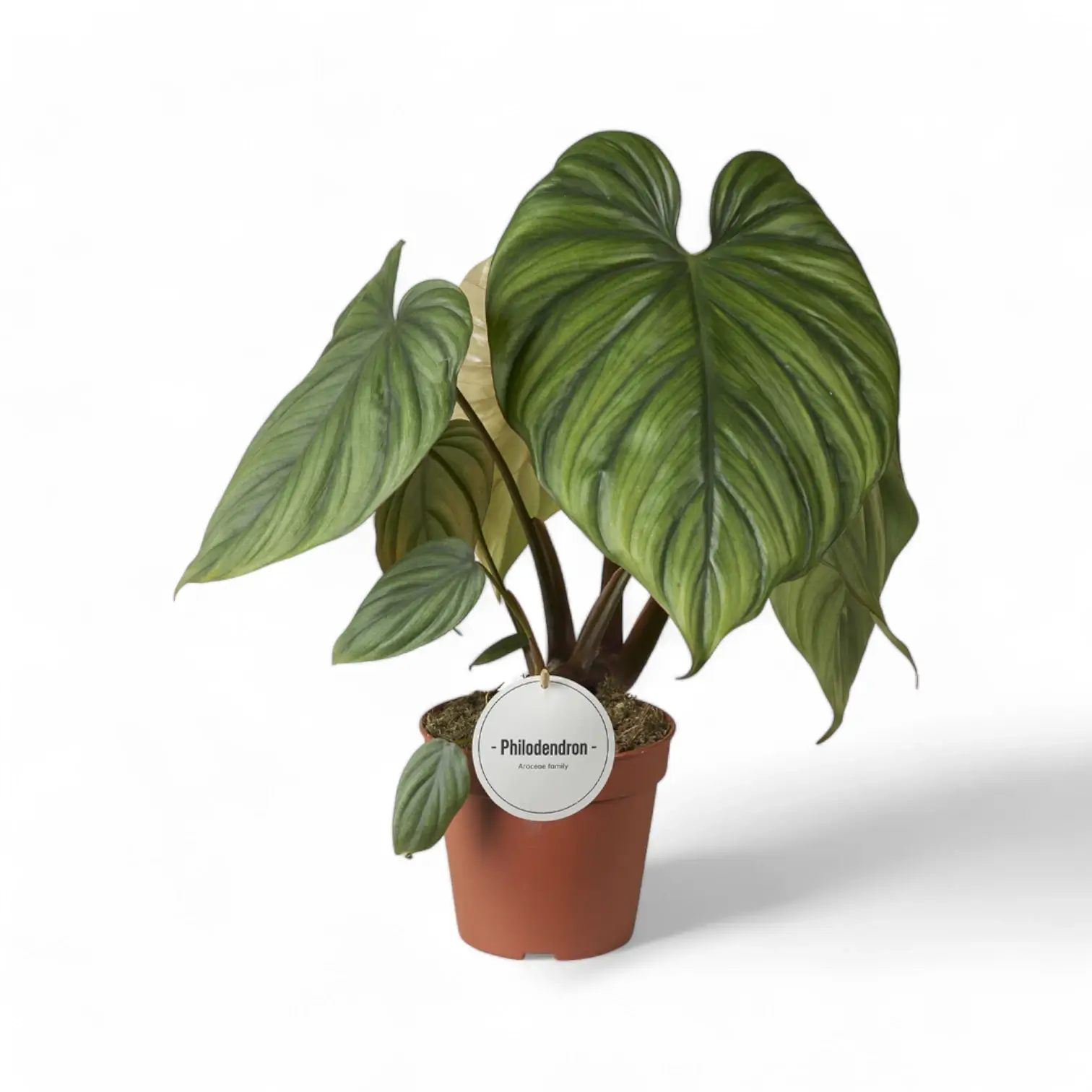 Philodendron sp Colombia - Quilted Foliage Marvel