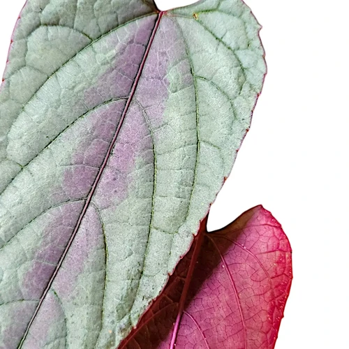 Cissus discolor 'Violet Vine' - Vivid Pink and Silver Foliage