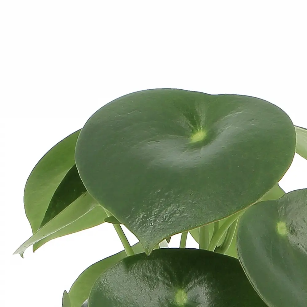 Peperomia polybotrya 'Raindrop' – buy at Foliage Factory