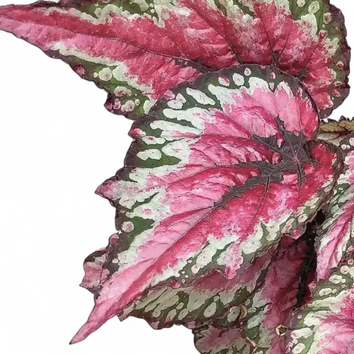 Begonia rex 'Salsa' - buy online at Foliage Factory Shop